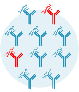 Antibody Characterization Services | Infinity Bio